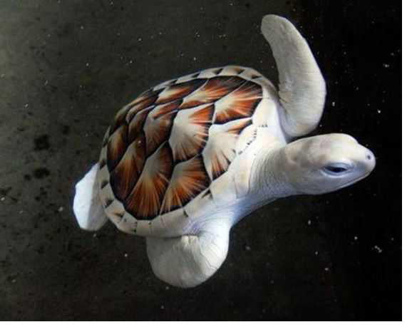 Albino sea turtle, 1 in 10,000 chance of being born - 9GAG