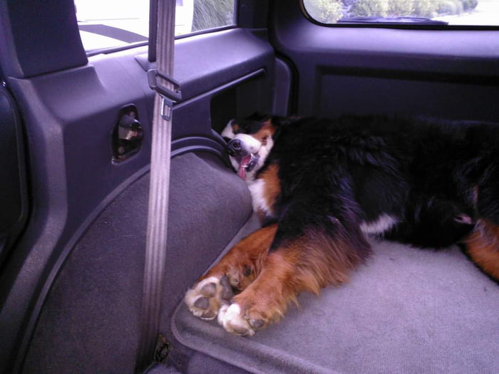 Pooped out literally and figuratively on the way home from the vet ...