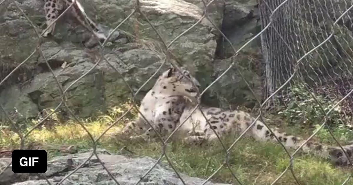 Snow leopard cub startles mom and himself - 9GAG