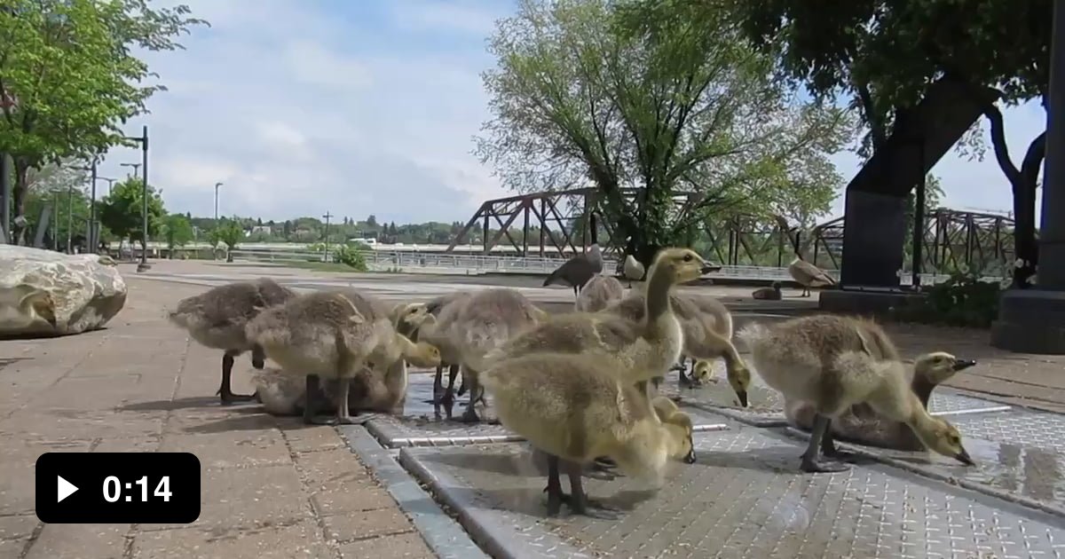Note to self: DO NOT FART while filming a close-up video of Canada ...