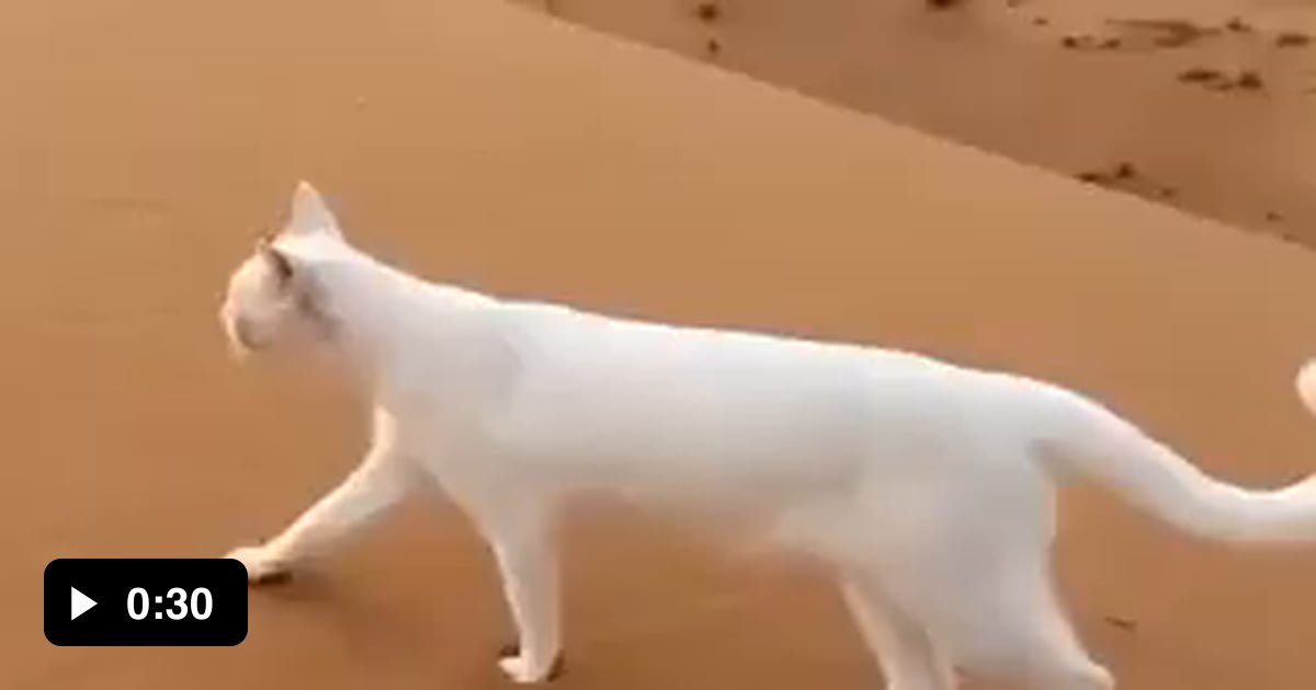 Do you know that a cat leaves only two footprint instead of four? It’s ...
