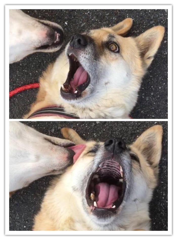 Doggo Derp at its best - 9GAG