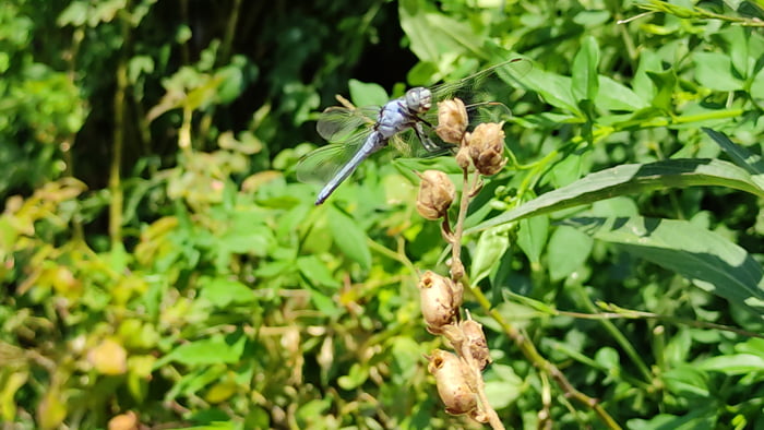 Dragonfly resting - 9GAG