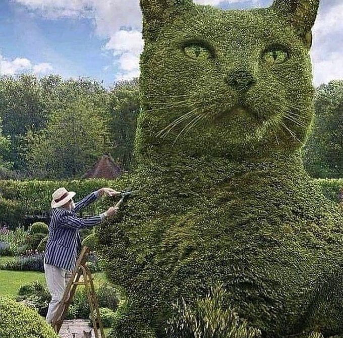 Emang ada kucing warna ijo? - 9GAG