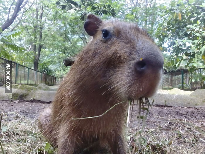 I had an internship at the local zoo and meet this super chill capybara ...