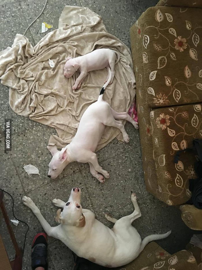 Dog, Dogger, Doggest - 9GAG