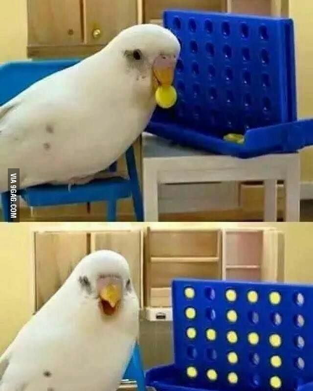 My bird - 9GAG