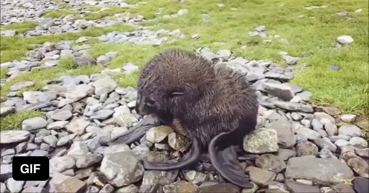 Newborn Antarctic Seal pup. - 9GAG
