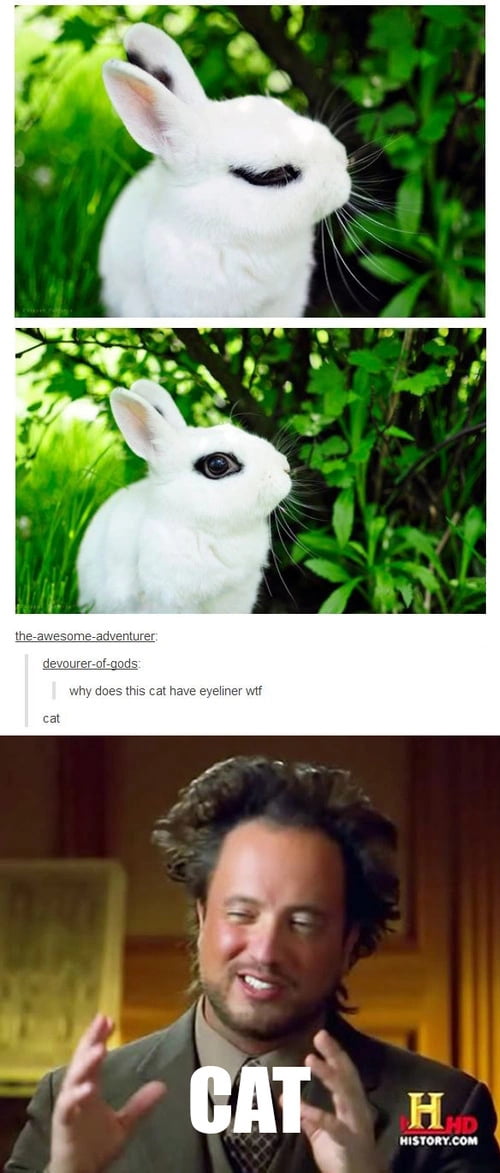 [Cat] - 9GAG