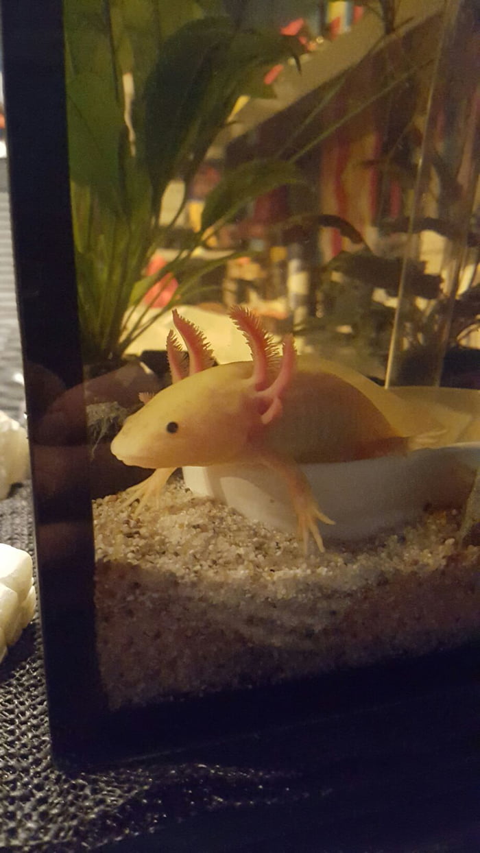 Meet axel the axolotl - 9GAG