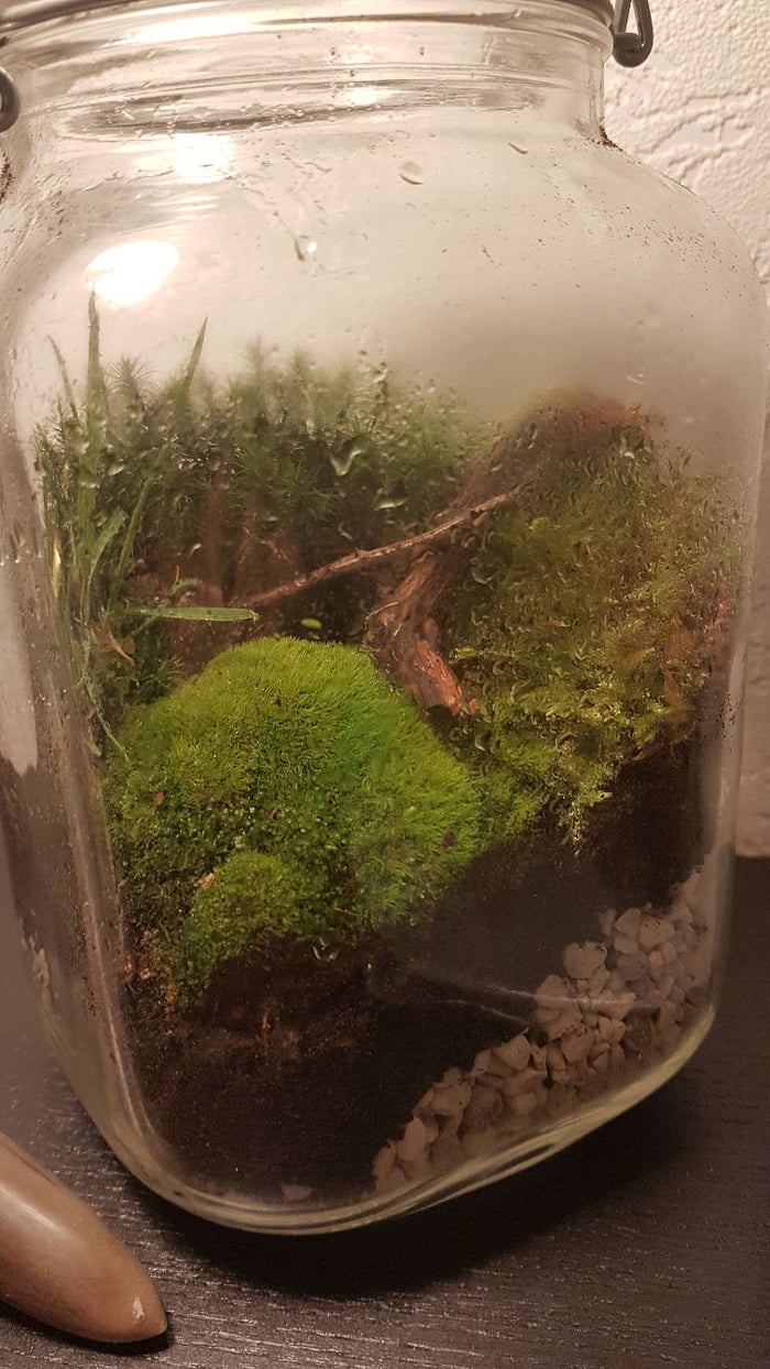 First try eternal terrarium - 9GAG