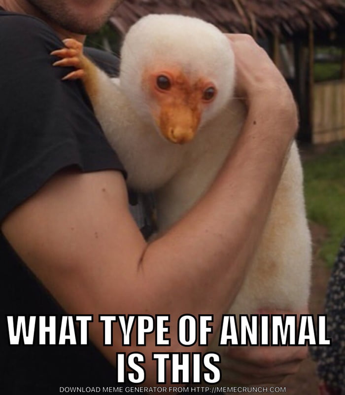 It looks like a niffler - 9GAG