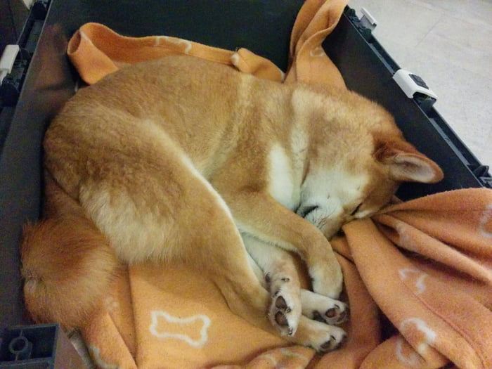 So sleepy. much tired. - 9GAG