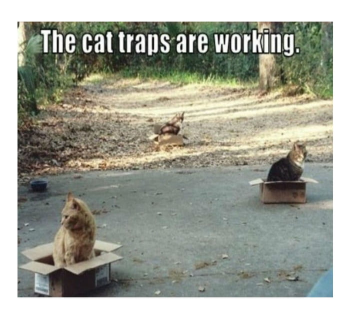 I love cats... duh! - 9GAG