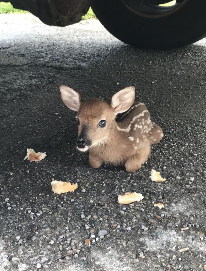 Baby deer...so tiny - 9GAG