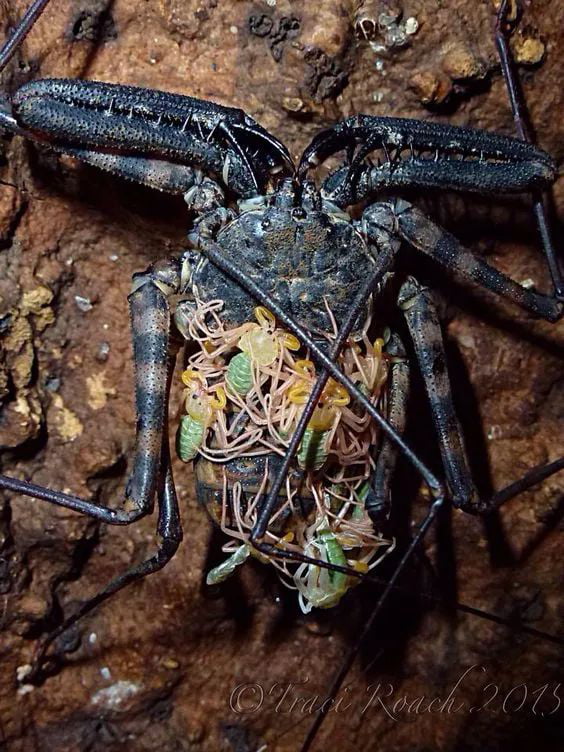 Tanzanian Tailless Whip Scorpion with babies on board - Damon ...