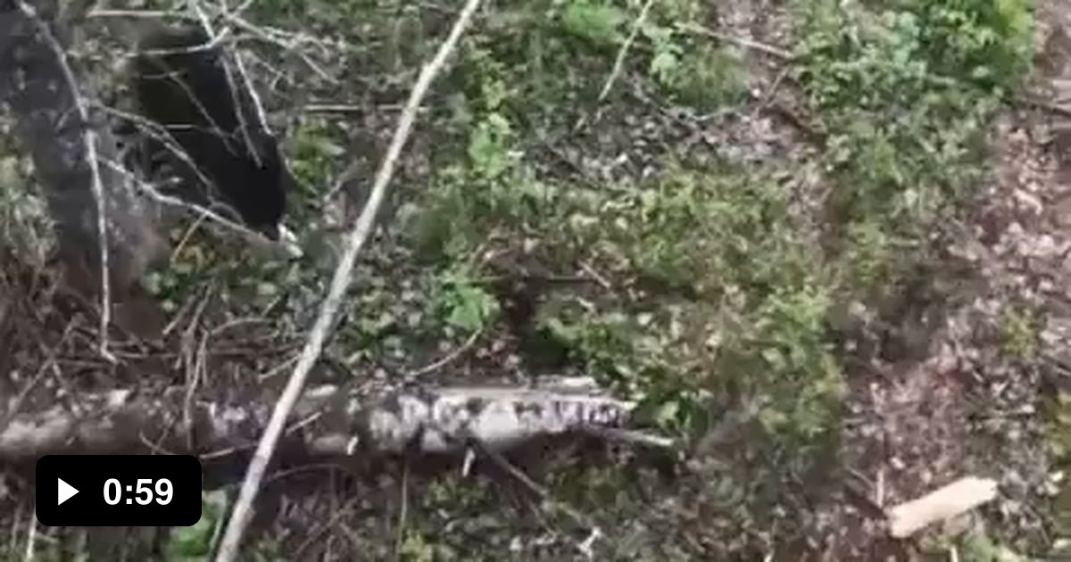 Bear: I have the high ground... Hello there - 9GAG