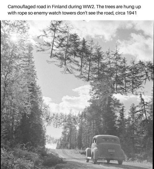 When the trees start speaking Finnish - 9GAG