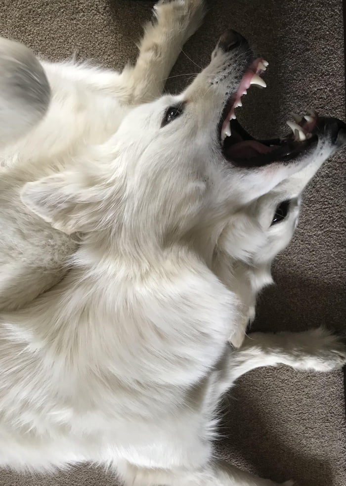 Dyad Lupis: the two wolves inside you - 9GAG