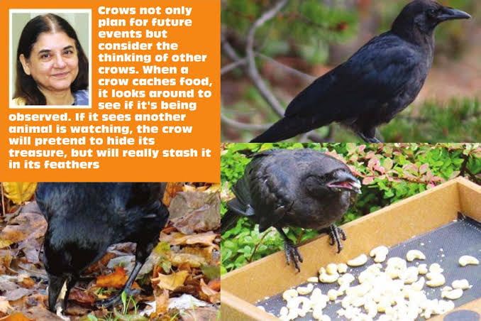 Be a crow - 9GAG