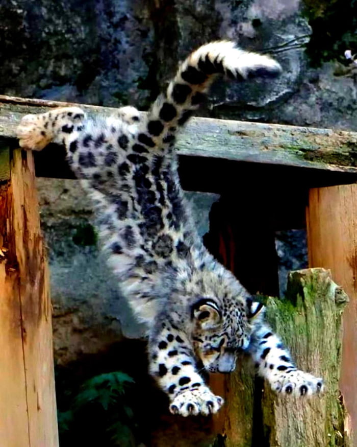 Snow Leopard - 9GAG