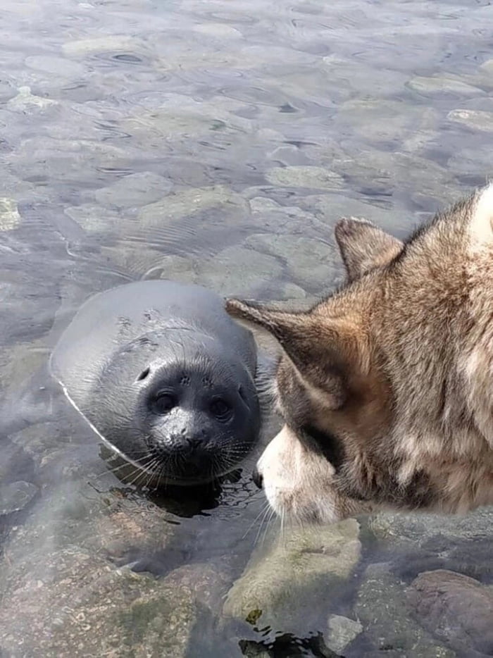 Explain your wetness and smolness - 9GAG