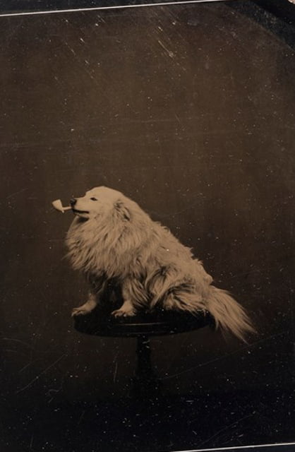 A dog in 1875 - 9GAG