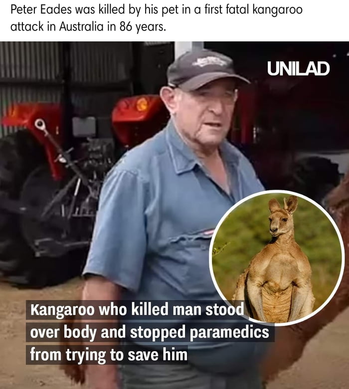 That roo looks ripped - 9GAG