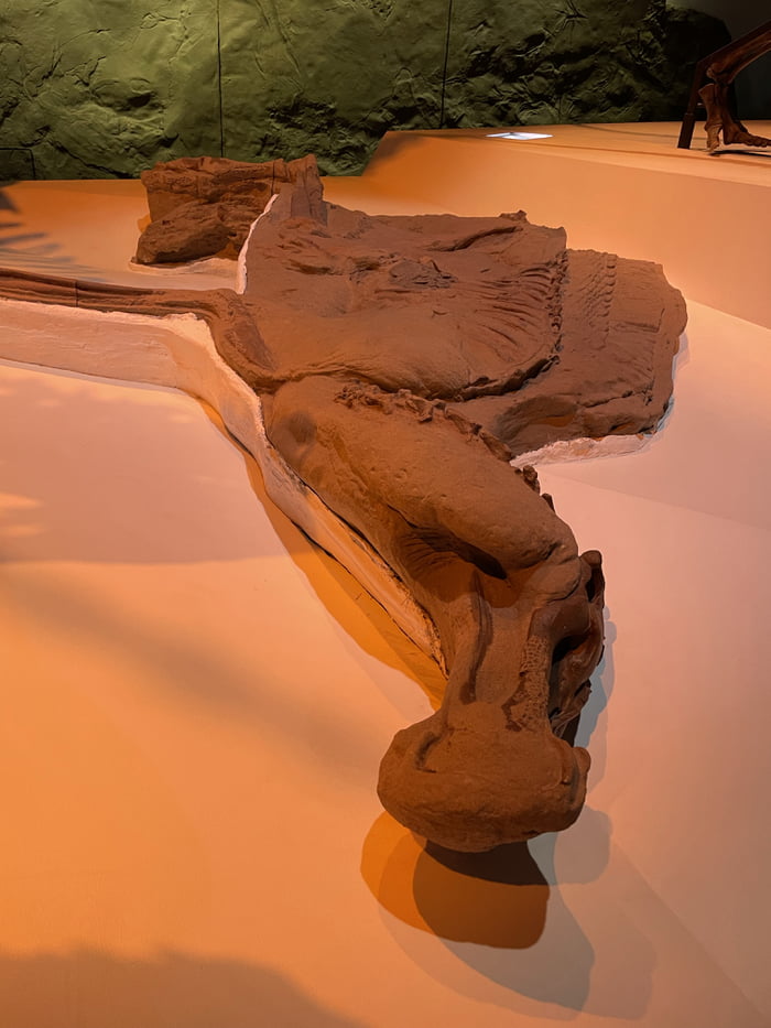 Here we see the fossilized remains of a mummified Edmontosaurus! The ...