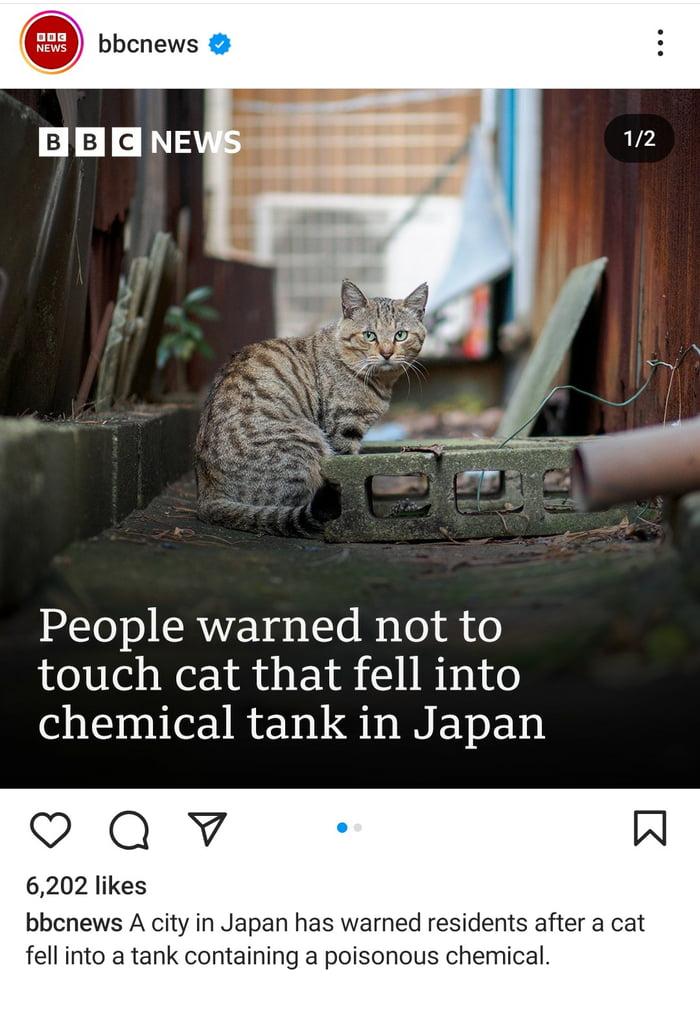 Definitely do not the cat - 9GAG