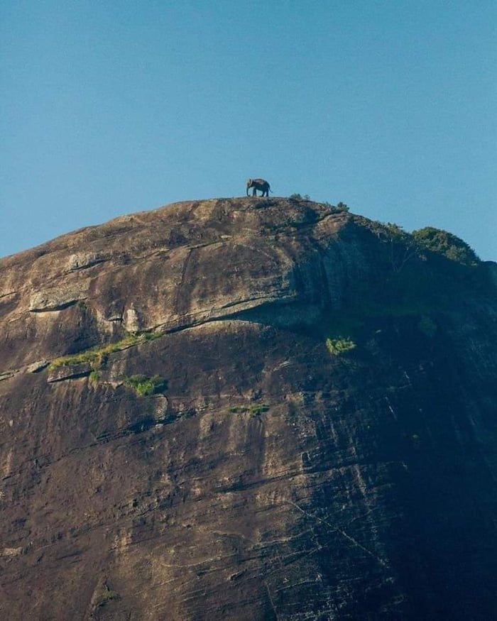 Some elephants climb rocks - 9GAG