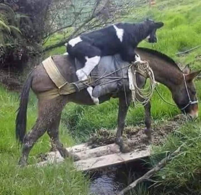 What do you call a cow on a donkey? - 9GAG