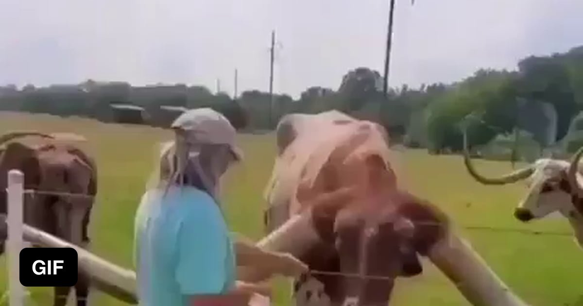 These huge bull horns. - 9GAG