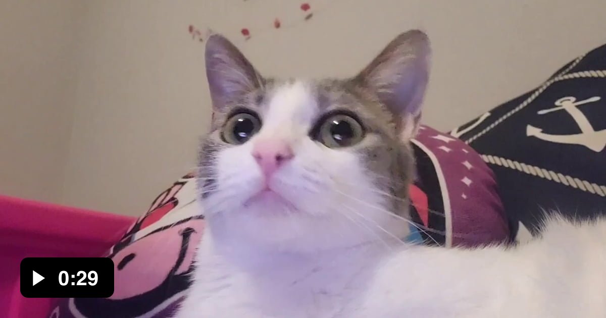 Cat be like: "Okay chat, can you see me now? Is it lagging still?" - 9GAG