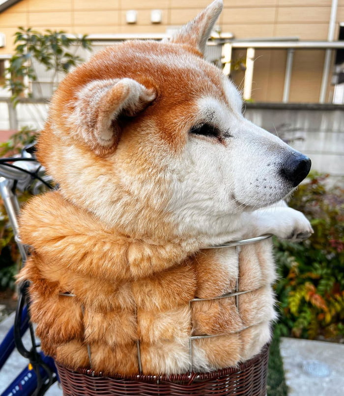 Doge mini buns - 9GAG