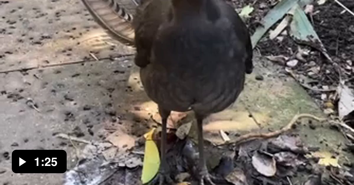 The superb lyrebird (Menura novaehollandiae) of southeastern Australia, able to mimic almost any ...