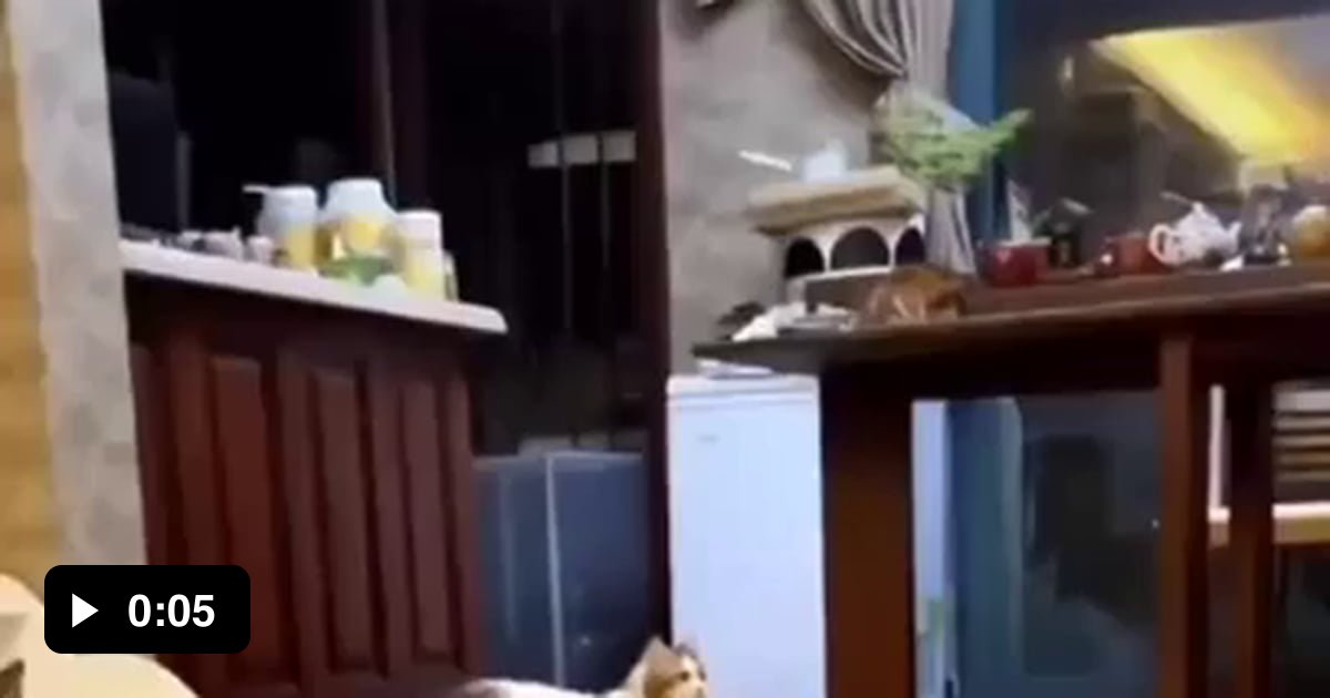 Caterpillar cat stalking prey - 9GAG