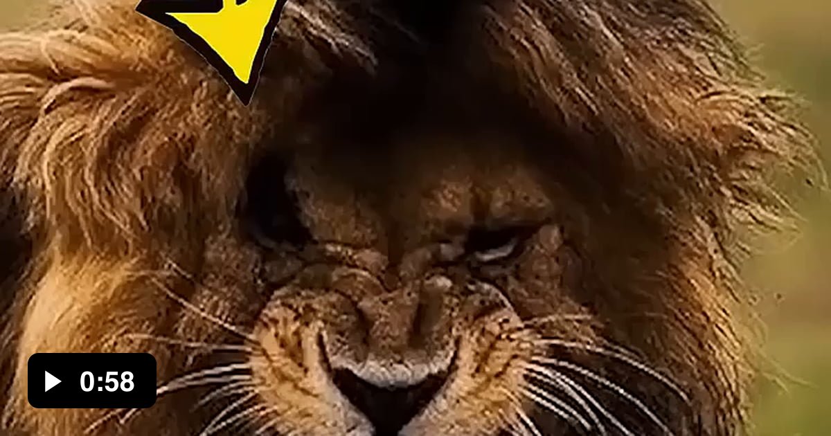 The story of the most famous lion in history; King Scar. - 9GAG