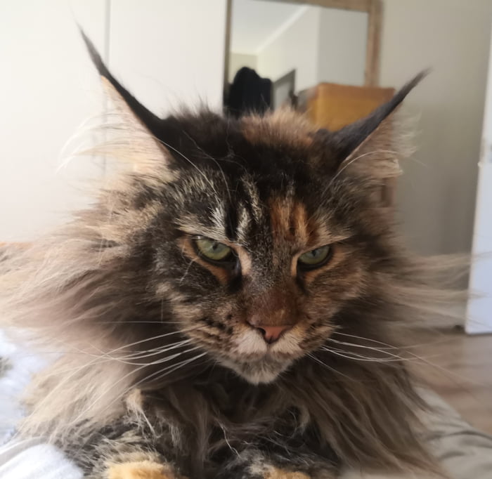 Meet Meowschwitz, queen of happy mornings - 9GAG