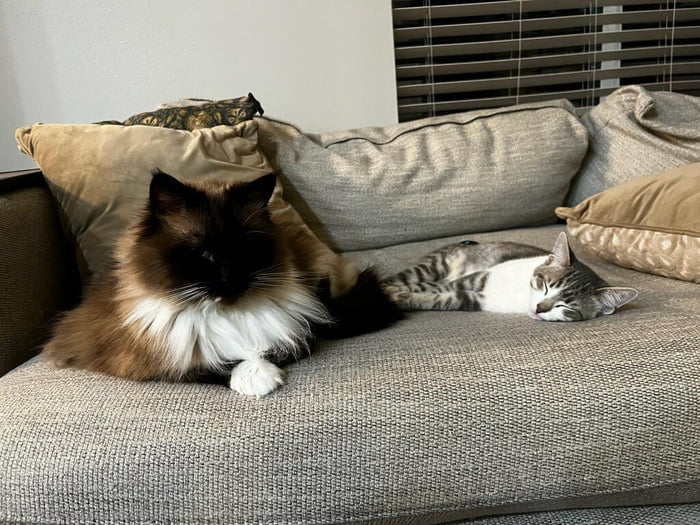 Smol and big floof - 9GAG