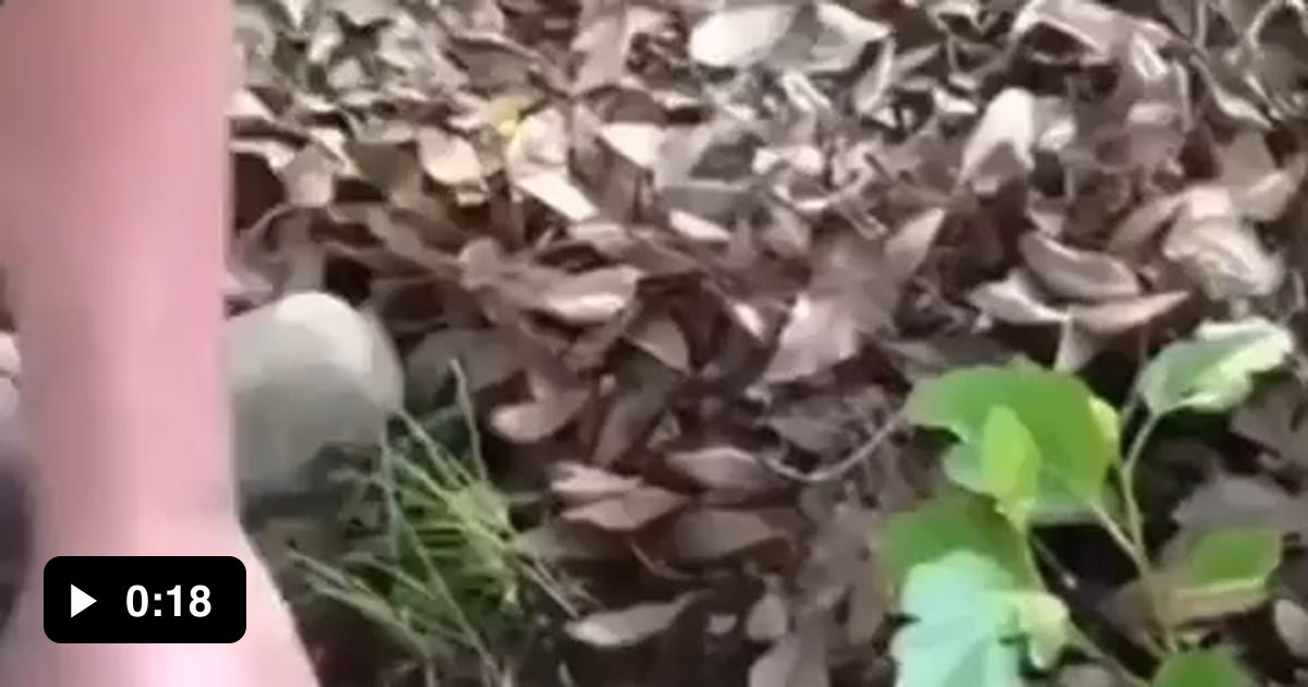 Worm charming is a method of attracting earthworms from the ground. - 9GAG
