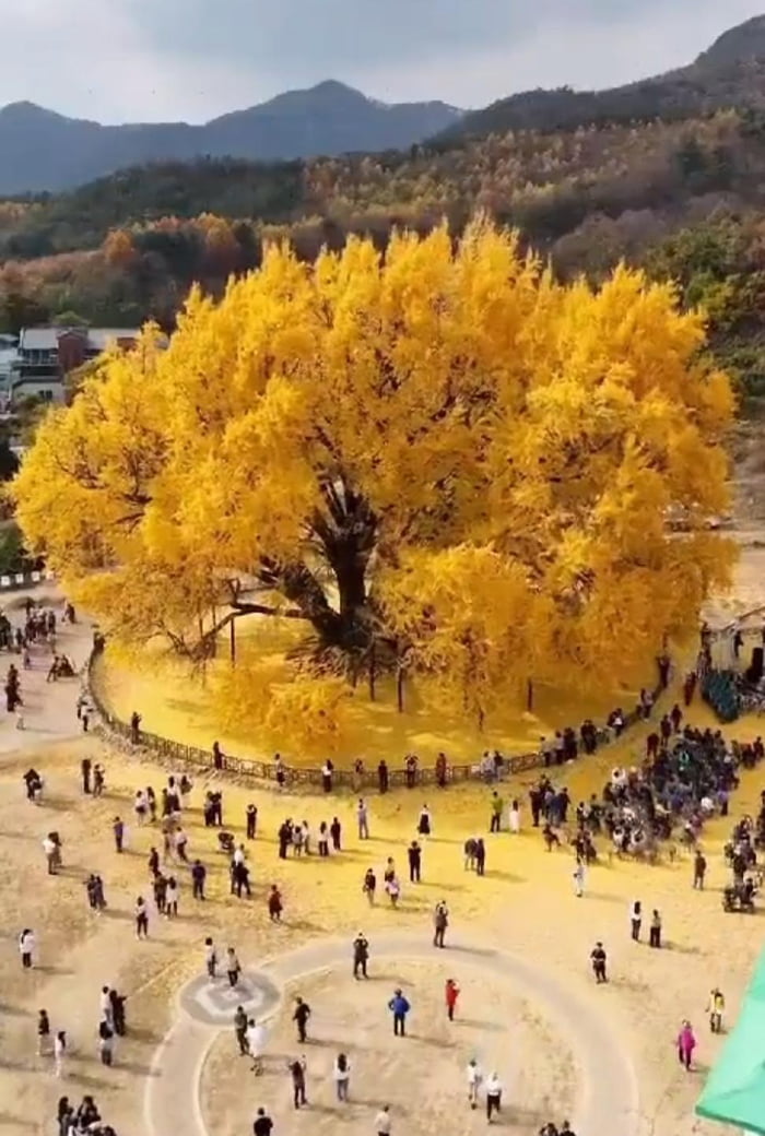 This ginkgo tree, in the village of Bangye-ri in South Korea, is thought to be at least 800 ...