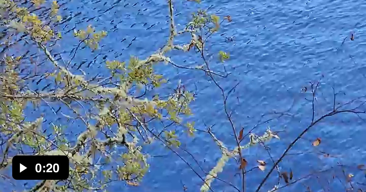 Synchronized seal dive - 9GAG