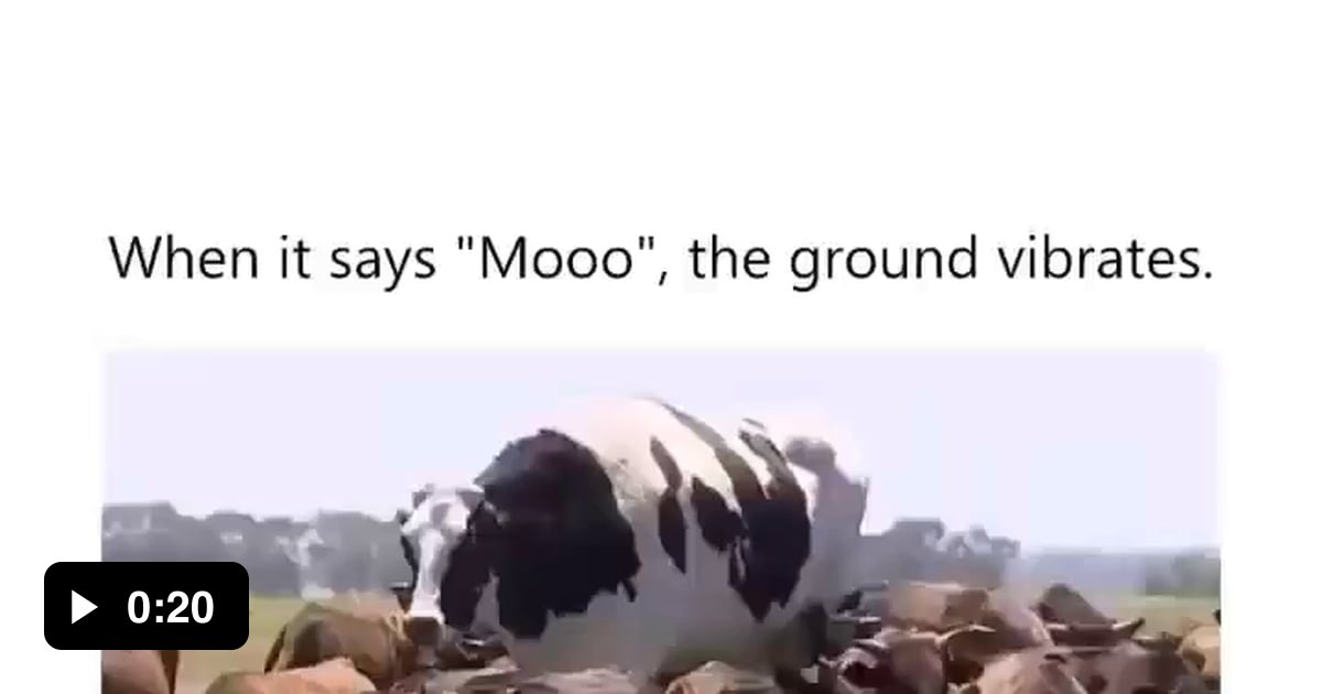 Mr Moo the giant - 9GAG