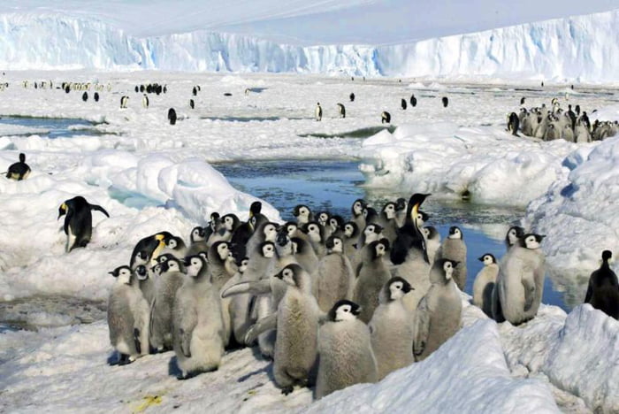 Recently satellite imagery has revealed shocking images of a Penguin ...