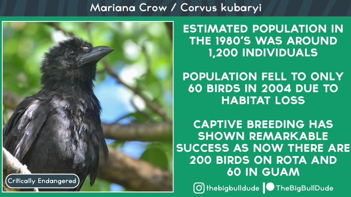 I always associate crows with chilly autumn atmosphere, but these guys ...