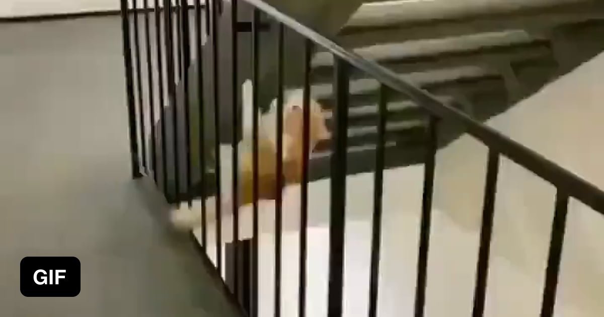 Kitteh training for Ninja Warriors! - 9GAG