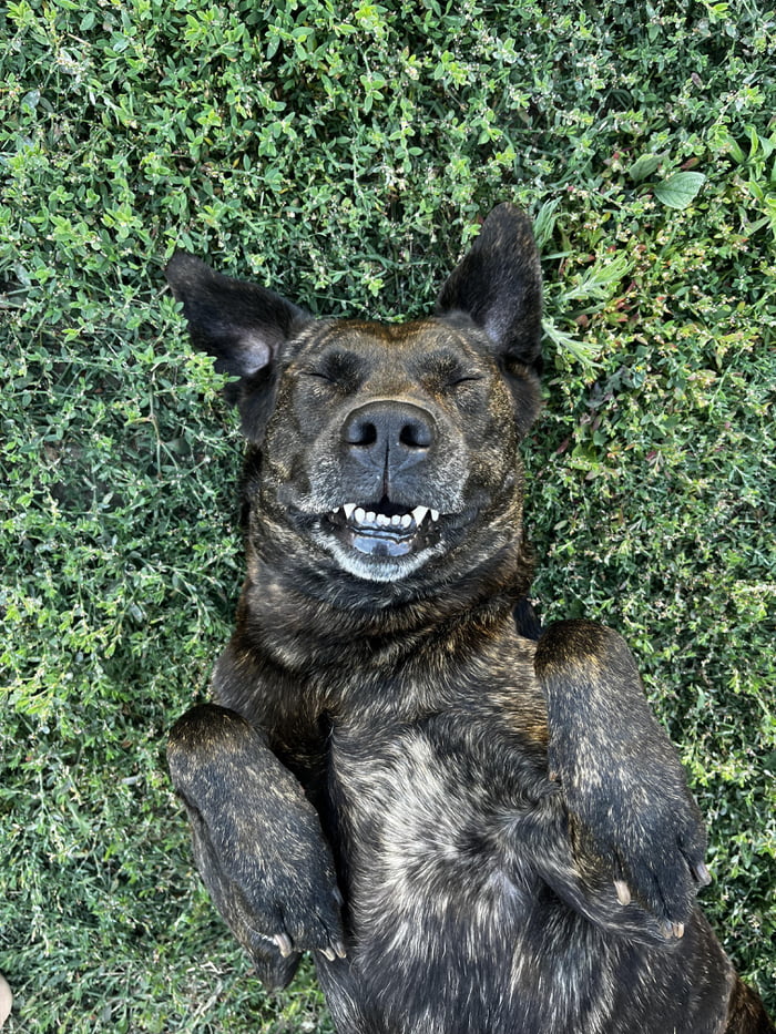 The most content dog in the world - 9GAG