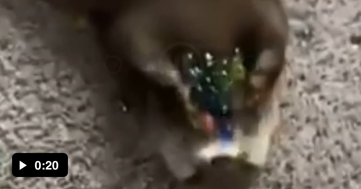 Otter stone overload - 9GAG