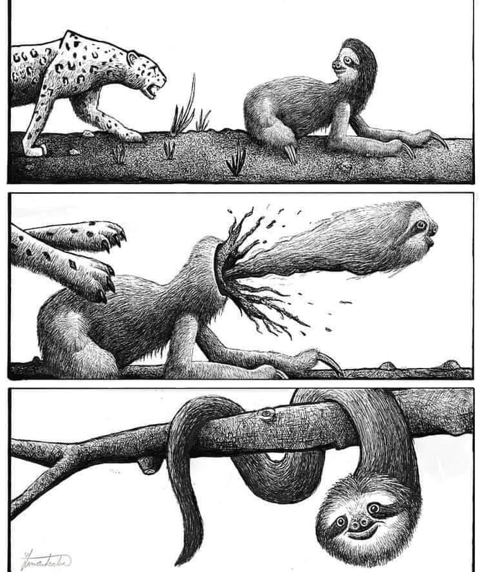 The elusive sloth - 9GAG